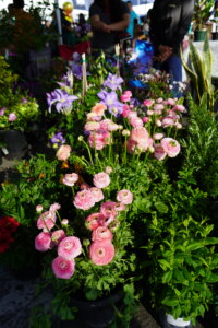 BNM: Plant Party // Presented by Norcal Exotics Aroids & Tropicals ...